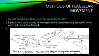 Locomotion in protozoa sj | PPTX
