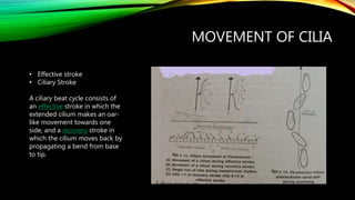 Locomotion in protozoa sj | PPTX