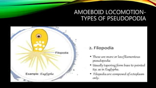 Locomotion in protozoa sj | PPTX