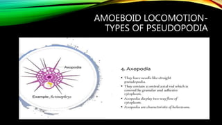 Locomotion in protozoa sj | PPTX
