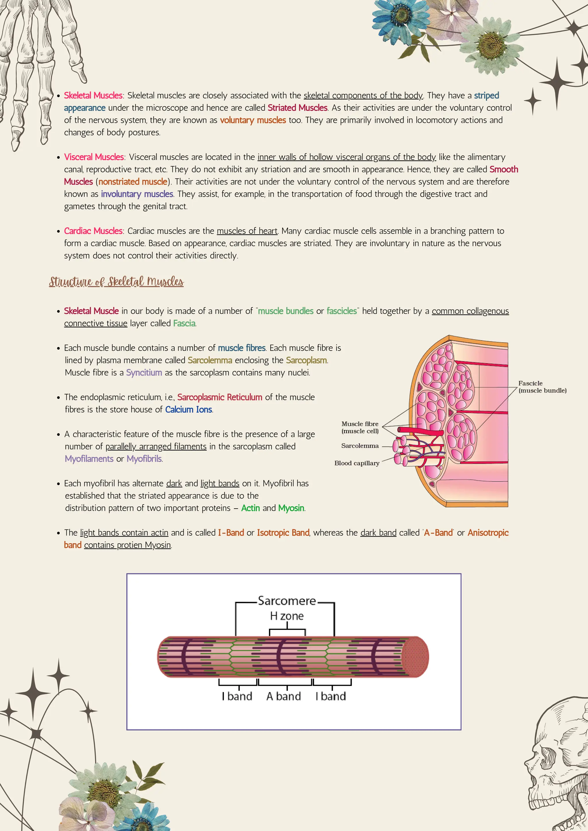 Locomotion and Movement Class 11th CBSE NCERT | PDF