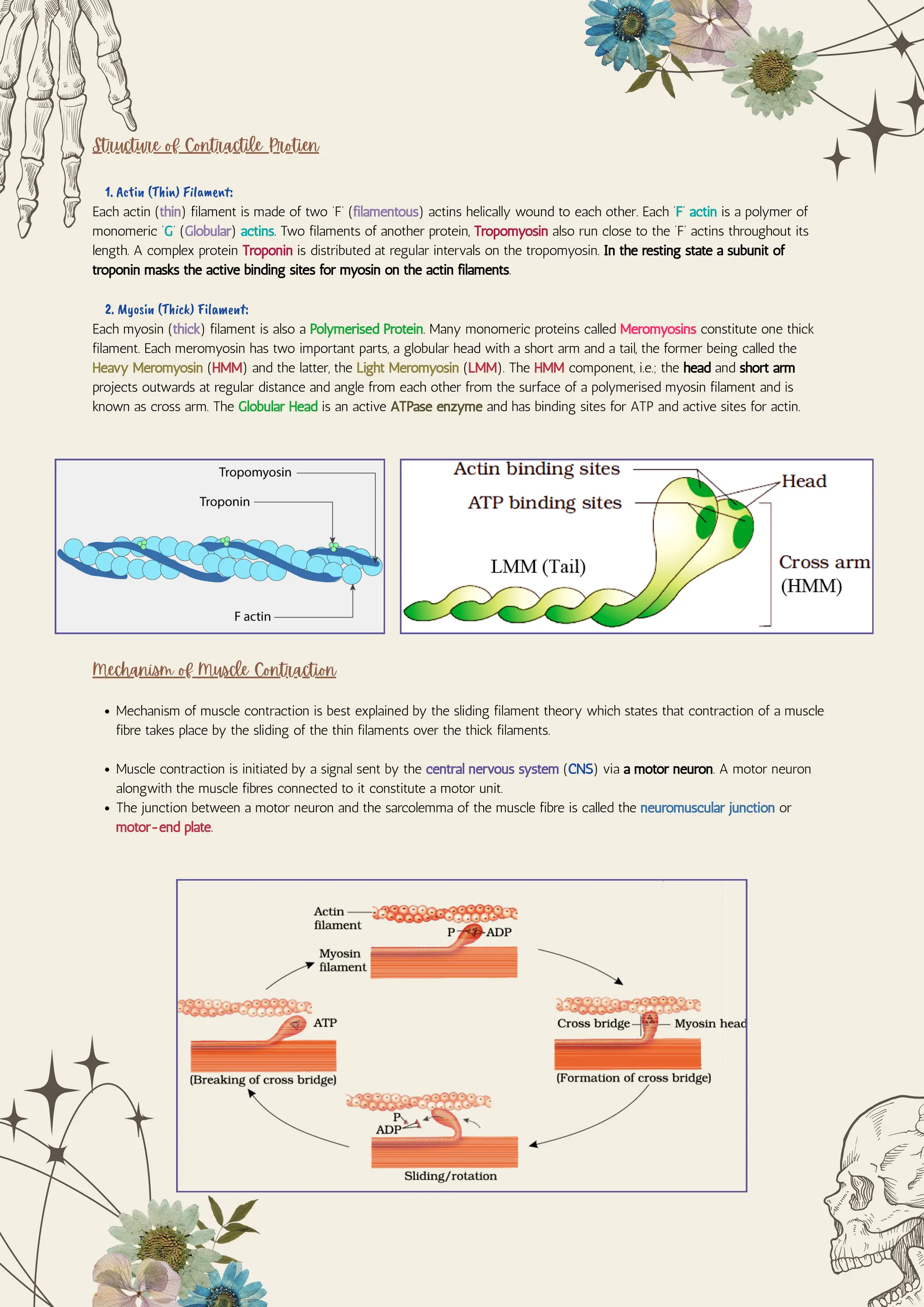 Locomotion and Movement Class 11th CBSE NCERT | PDF