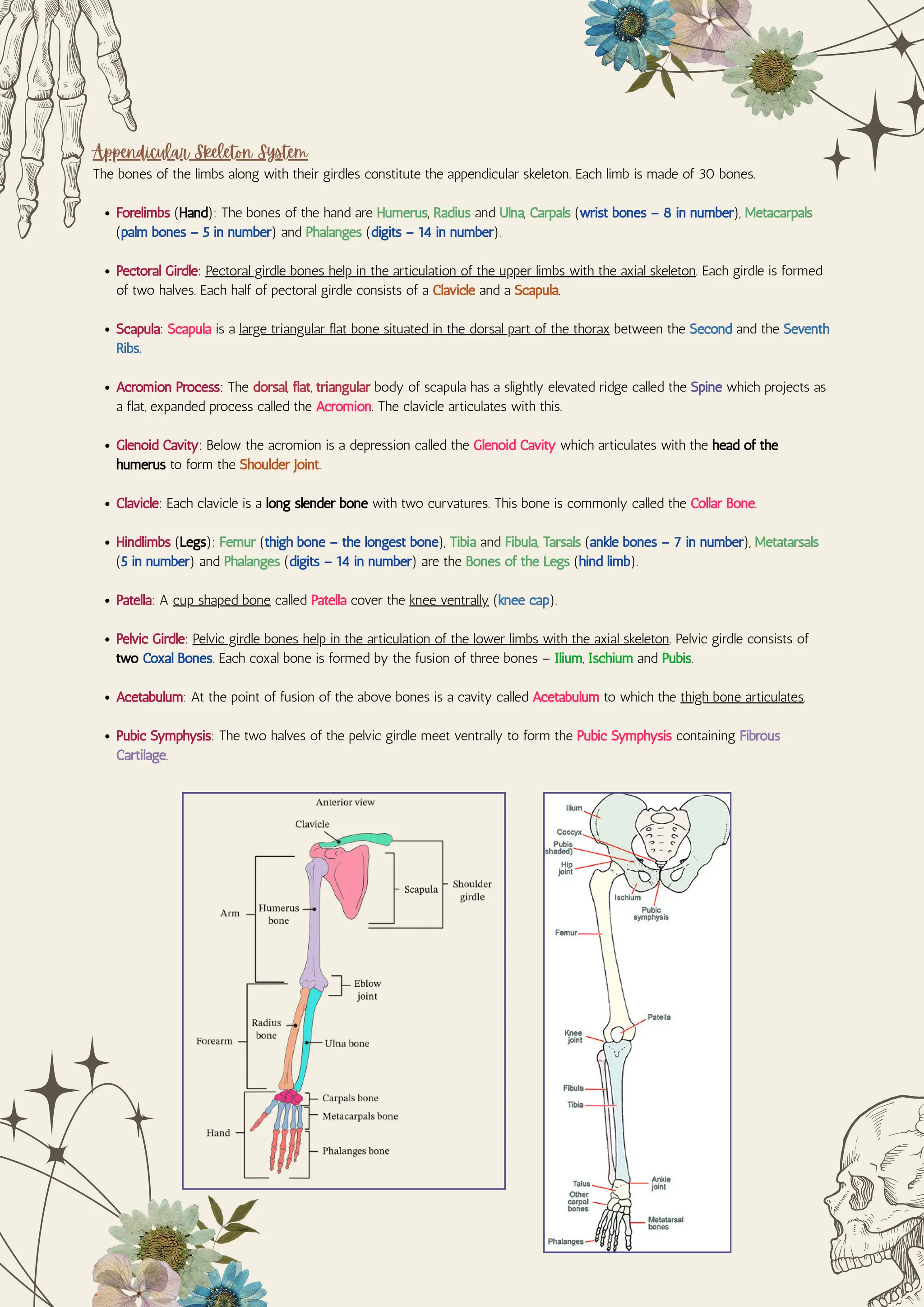 Locomotion and Movement Class 11th CBSE NCERT | PDF