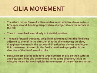 Locomotion of cell | PPTX