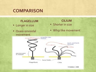 Locomotion of cell | PPTX