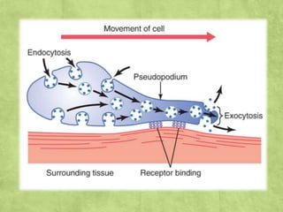 Locomotion of cell | PPTX