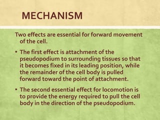 Locomotion of cell | PPTX