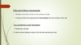 Locomotion of cells | PPT