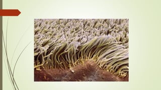 Locomotion of cells | PPT