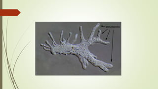 Locomotion of cells | PPT