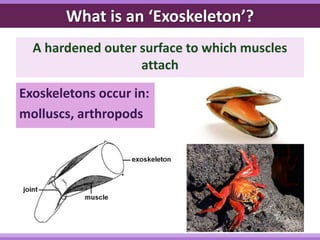 Exoskeleton Definition