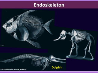 Endoskeleton Biology