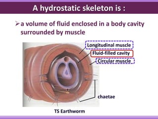 Hydrostatic Skeleton Diagram