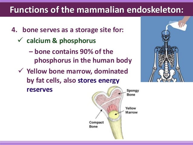 Endoskeleton Definition Structure Functions