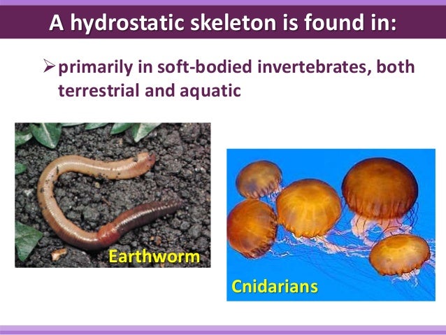 Biology Form 5 Chapter 2 - Locomotion & support : 2.1 Part 1