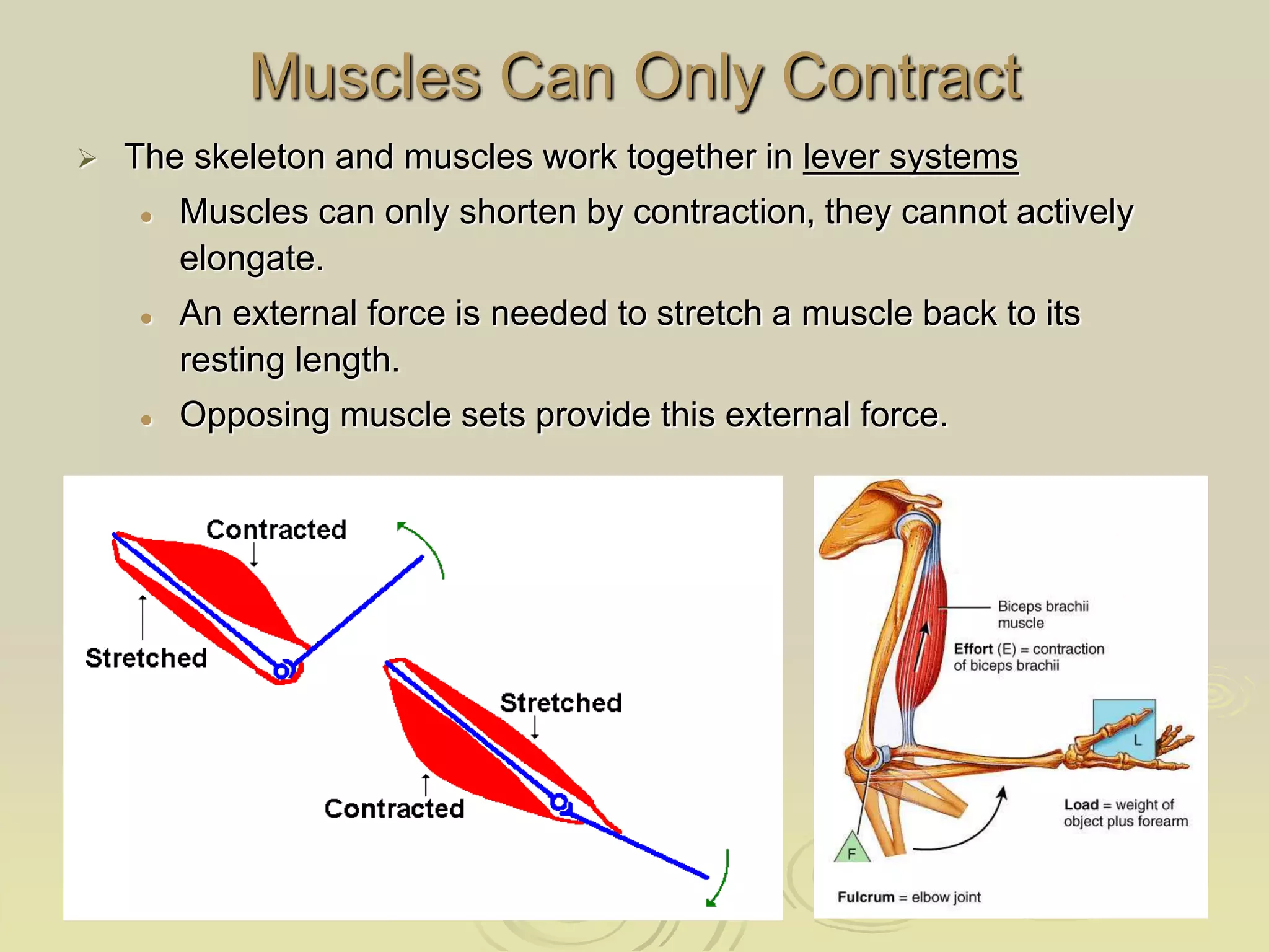Biology Form 5 Chapter 2 - Locomotion & support : 2.1 Part 2 | PPT