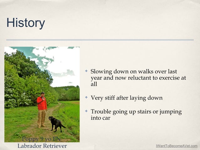 Locomotor - Orthopaedic Disease in Animals - The Lame Dog Case Study | PPT
