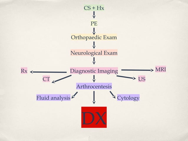 Locomotor - Orthopaedic Disease in Animals - The Lame Dog Case Study | PPT