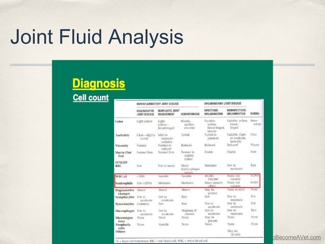 Locomotor - Orthopaedic Disease in Animals - The Lame Dog Case Study | PPT