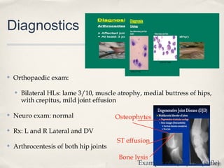Locomotor - Orthopaedic Disease in Animals - The Lame Dog Case Study | PPT