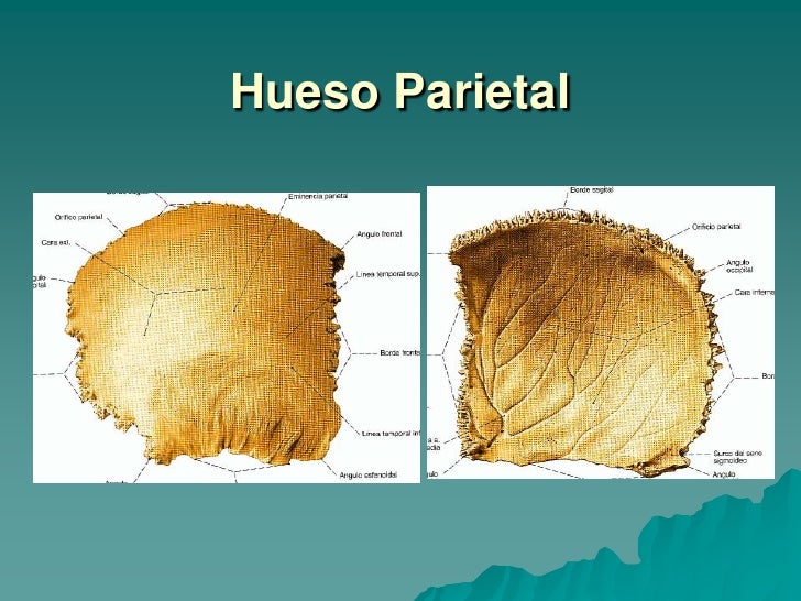 Locomotor Cabeza Y Cuello
