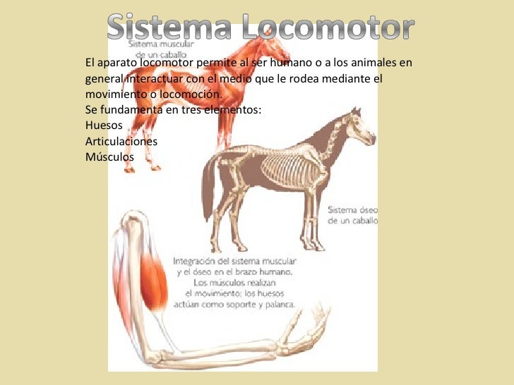 Aparato Locomotor Funciones Partes Y Caractersticas