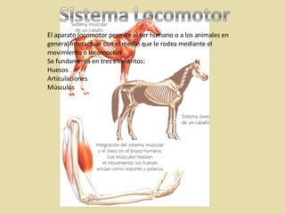 Sistema Locomotor | PPT