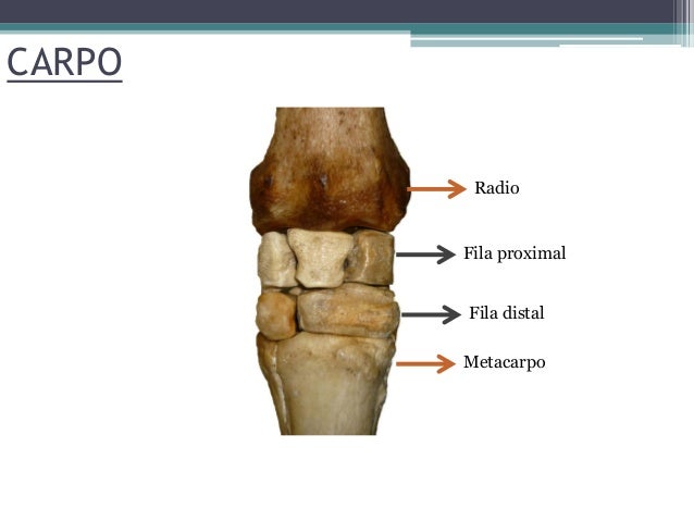 Esqueleto de la mano del equino (carpo y metacarpo)