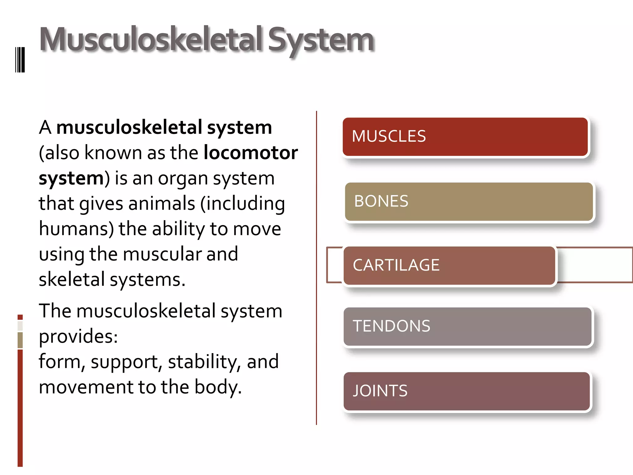 Locomotor system | PPTX