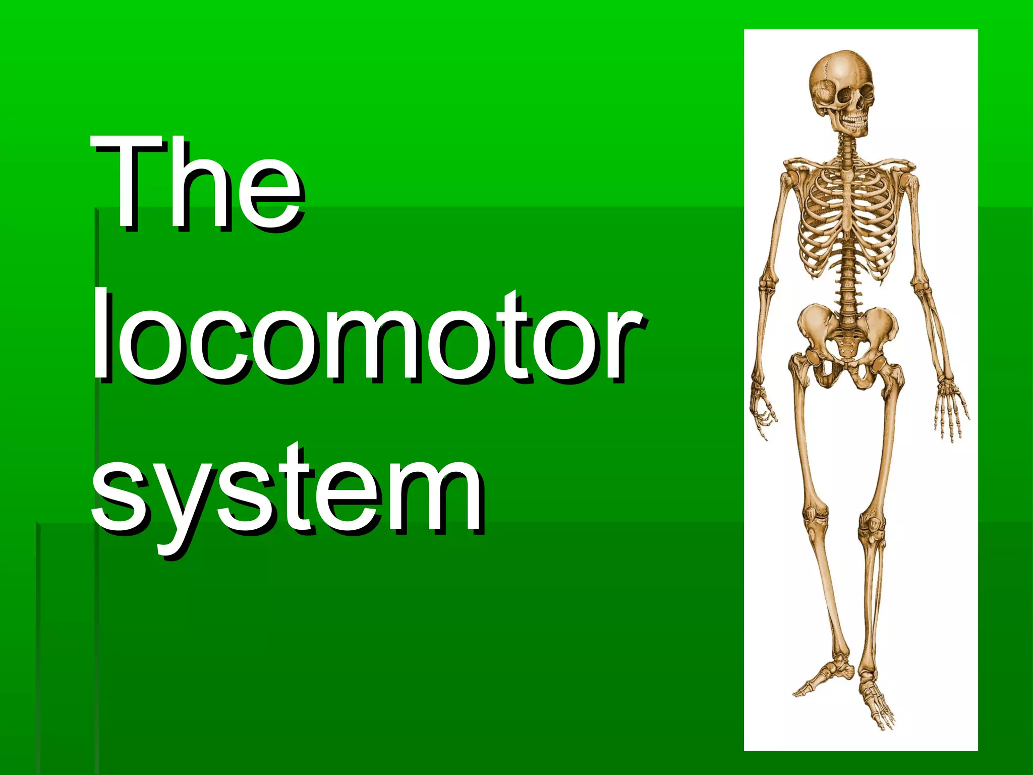 Locomotor system | PPT | Bone and Joint Conditions | Diseases and ...