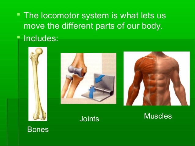 Locomotor system