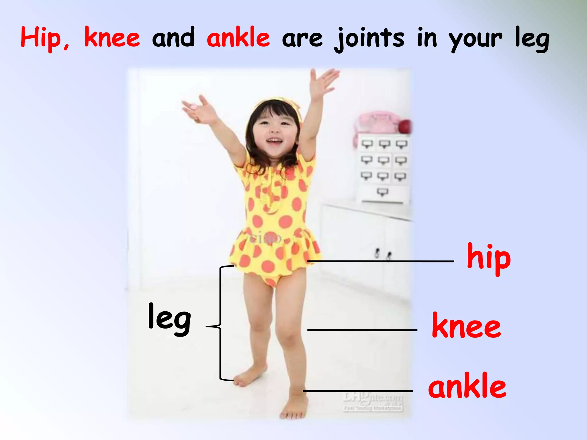 Locomotor system | PPT