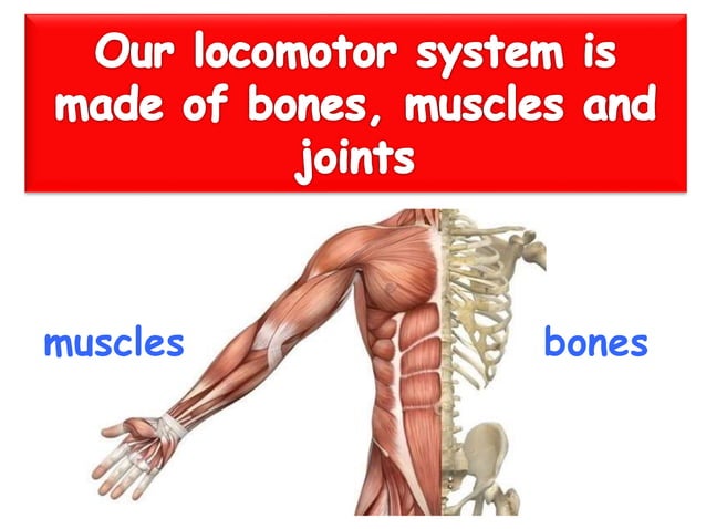 Locomotor system | PPT