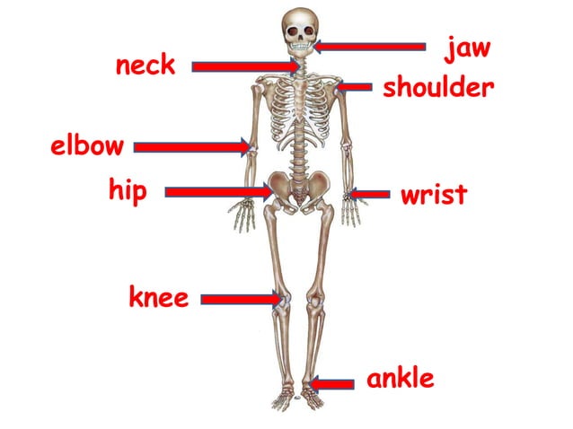 Locomotor system | PPT