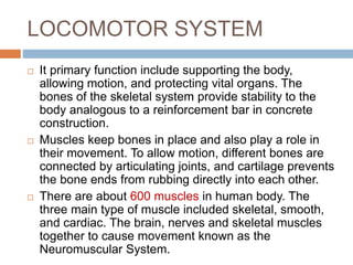 Locomotor system | PPTX