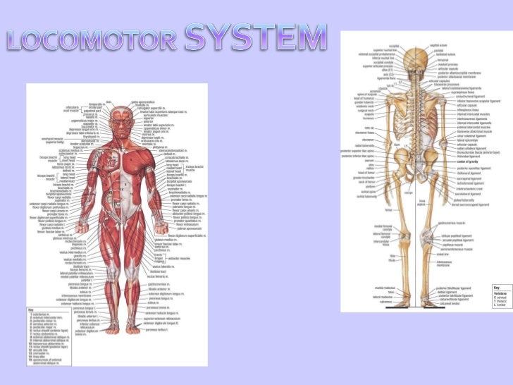Locomotor System