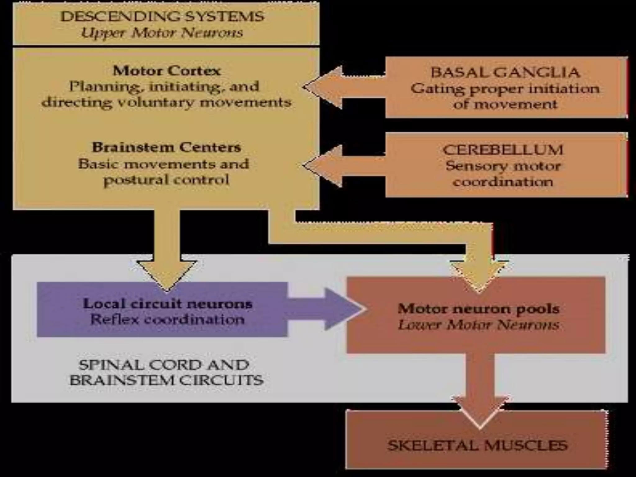 Locomotor system - Videos and Explanation | PPTX