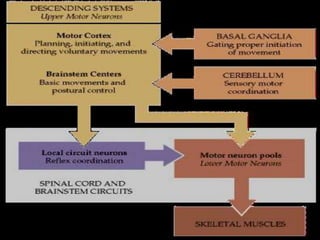 Locomotor system - Videos and Explanation | PPTX