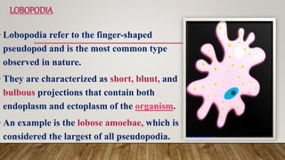 Locomotory system in invertebrtes | PPTX