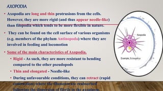 Locomotory system in invertebrtes | PPTX