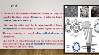 Locomotory system in invertebrtes | PPTX