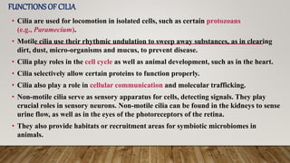 Locomotory system in invertebrtes | PPTX