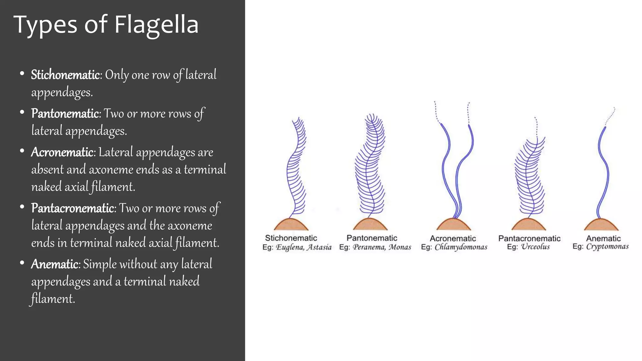 Locomotry organelle & locomotion in protozoa | PPTX