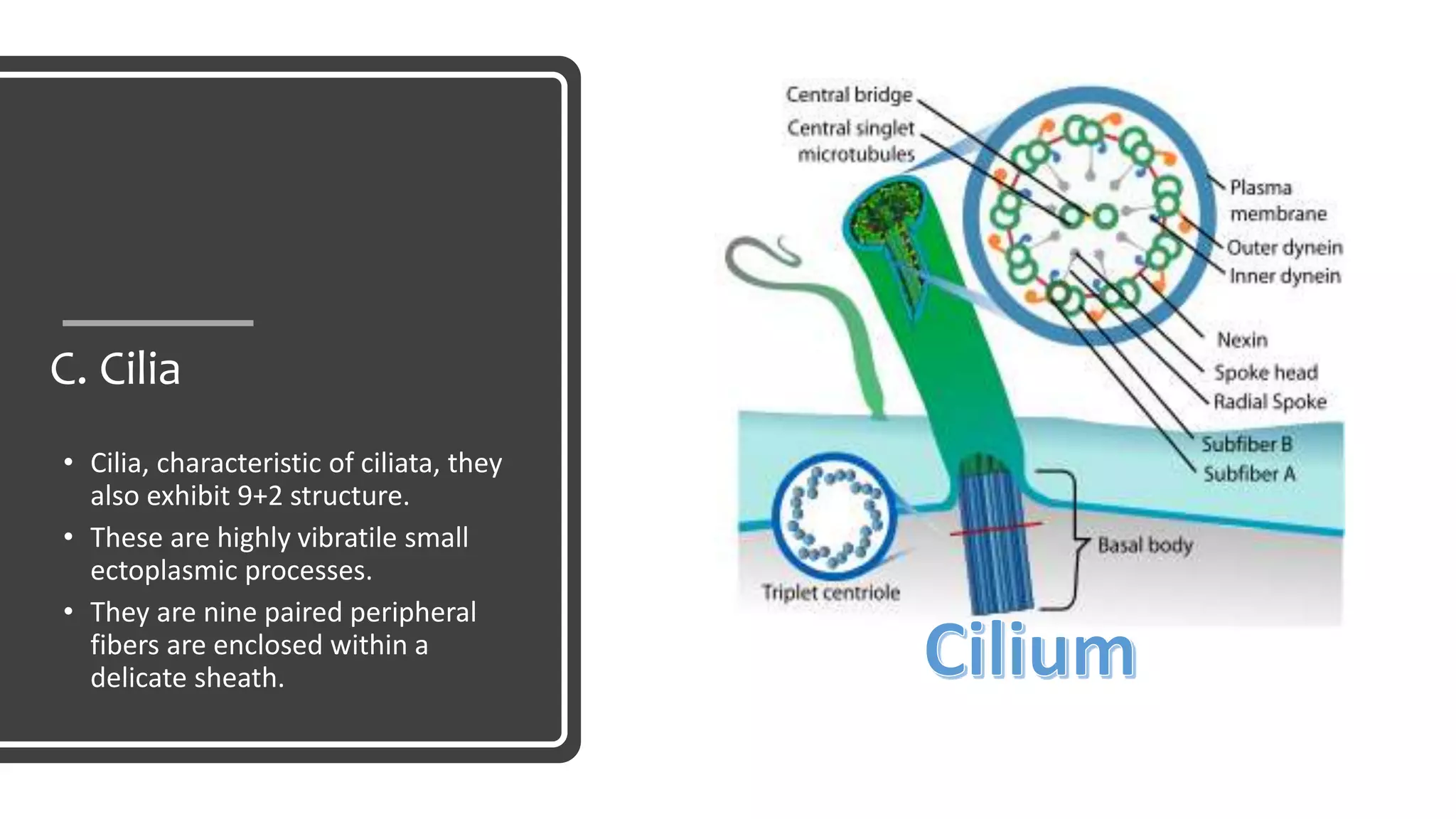 Locomotry organelle & locomotion in protozoa | PPTX