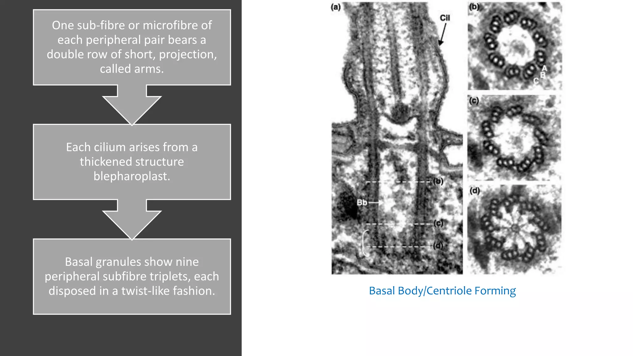 Locomotry organelle & locomotion in protozoa | PPTX