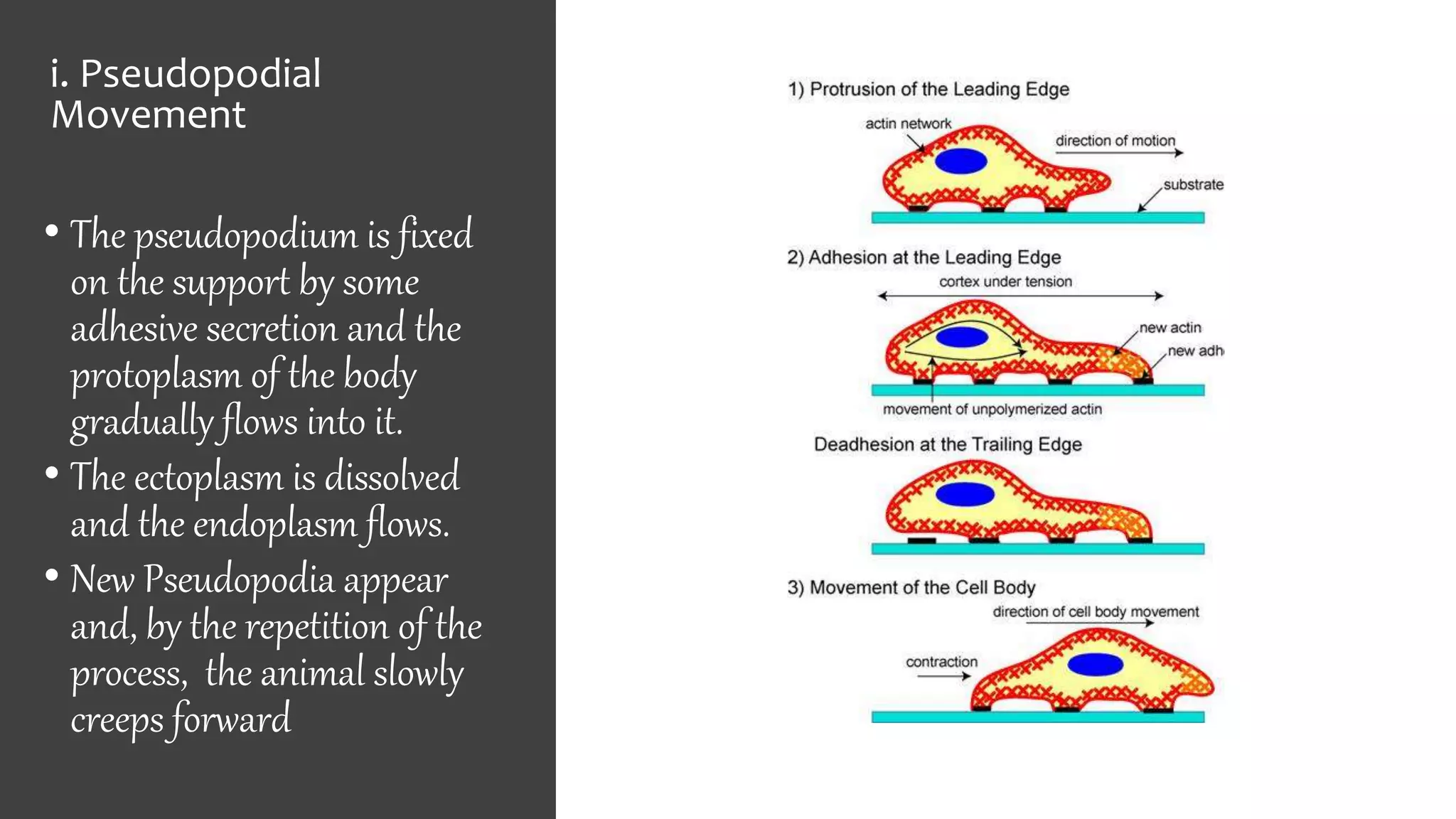 Locomotry organelle & locomotion in protozoa | PPTX