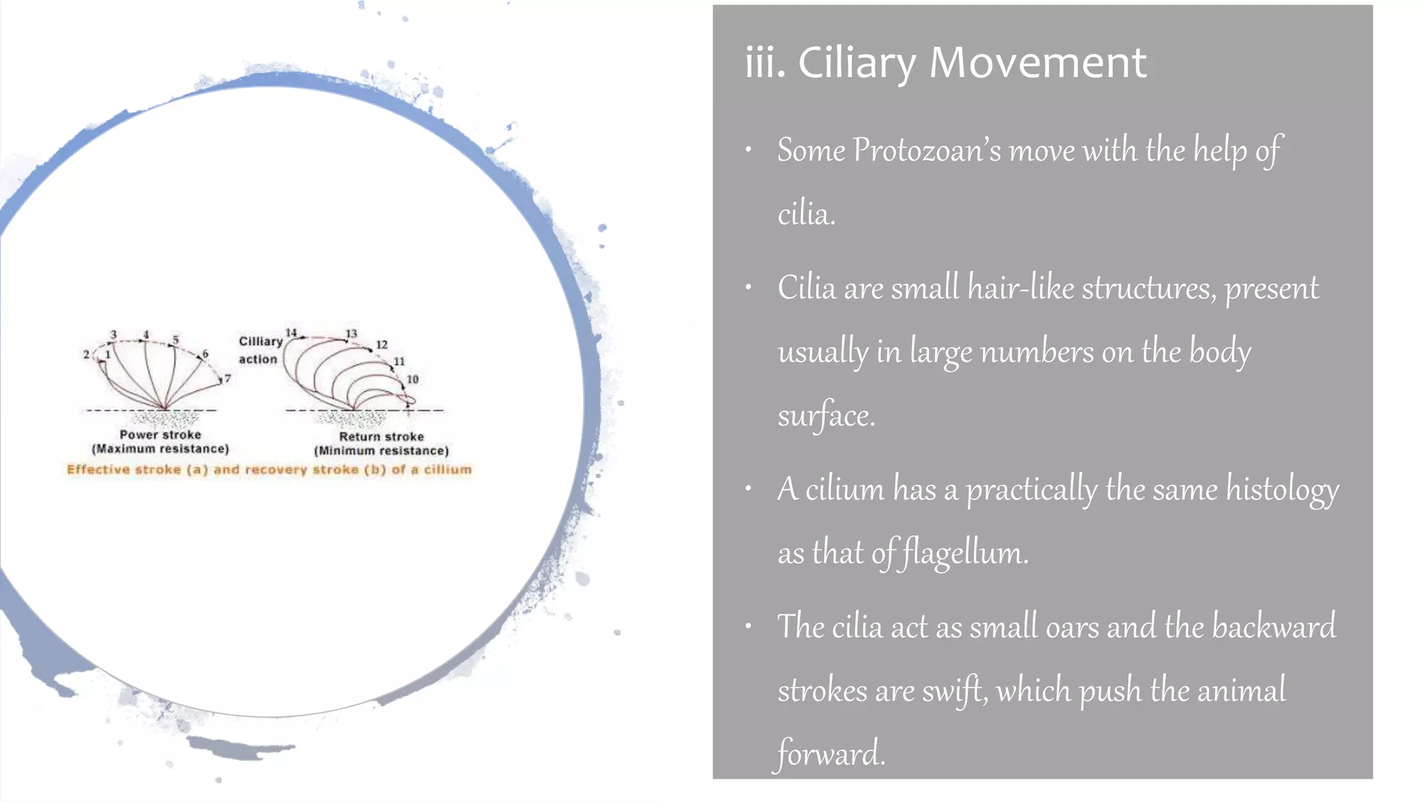 Locomotry organelle & locomotion in protozoa | PPTX