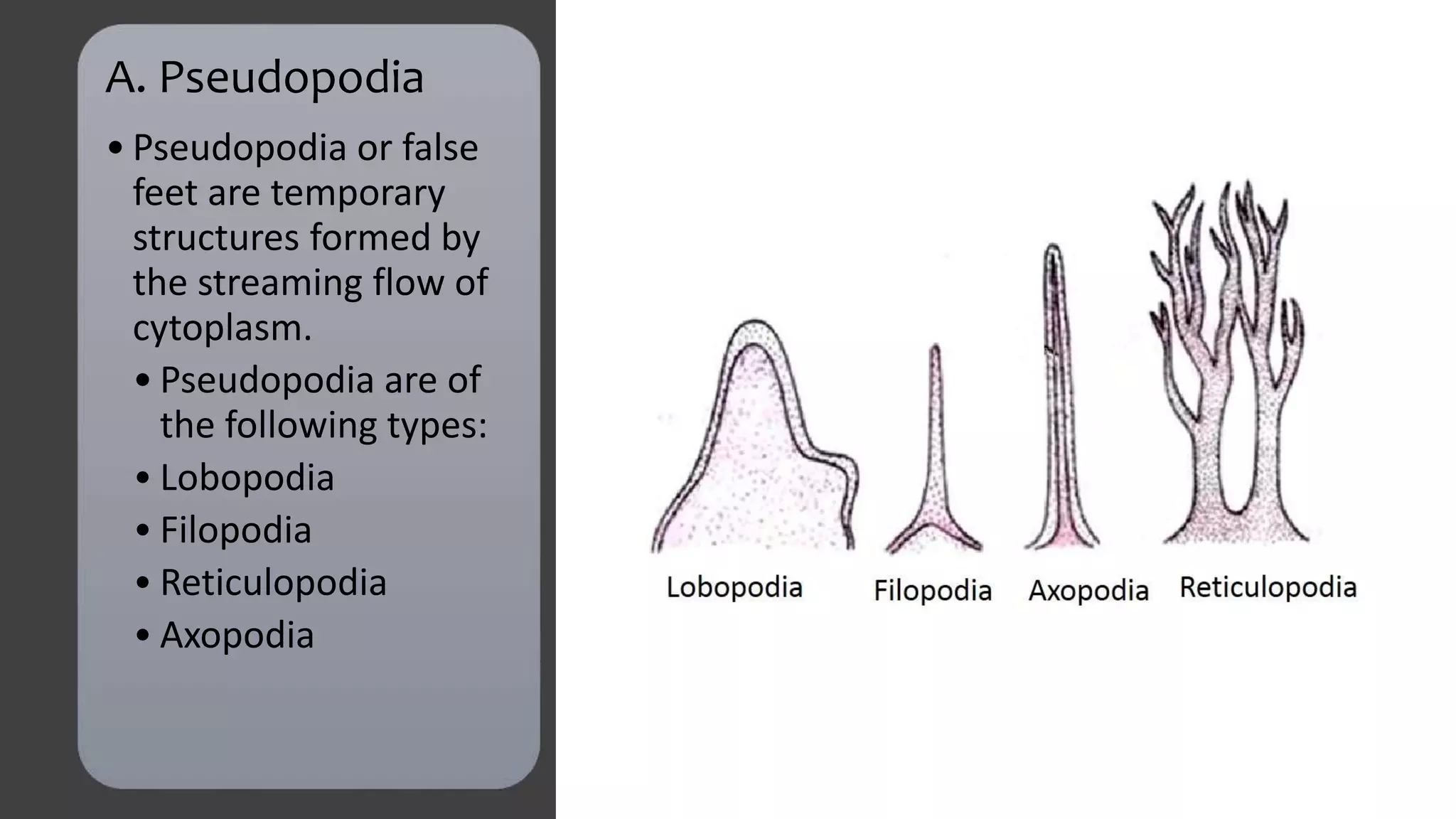 Locomotry organelle & locomotion in protozoa | PPTX