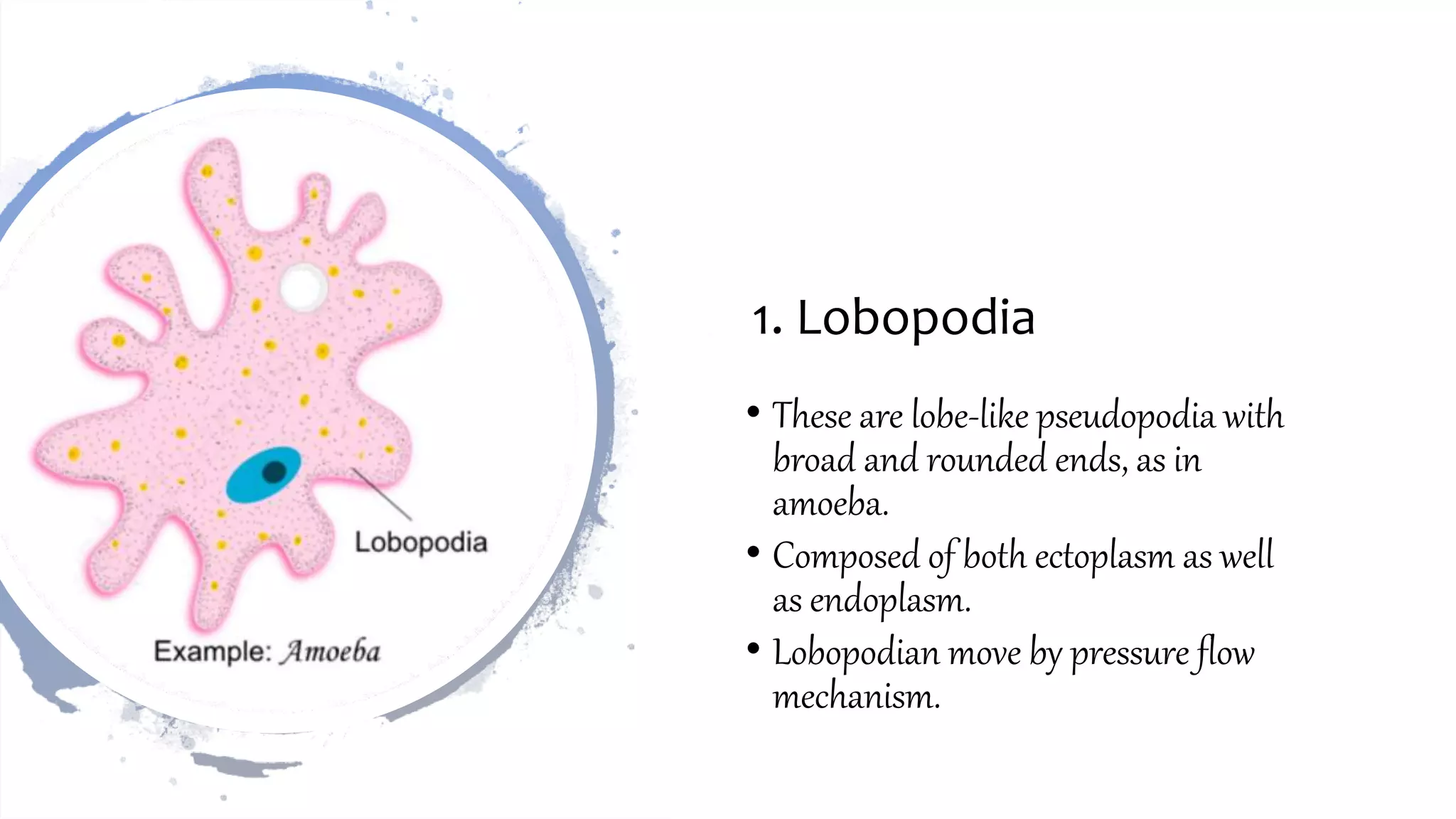 Locomotry organelle & locomotion in protozoa | PPTX