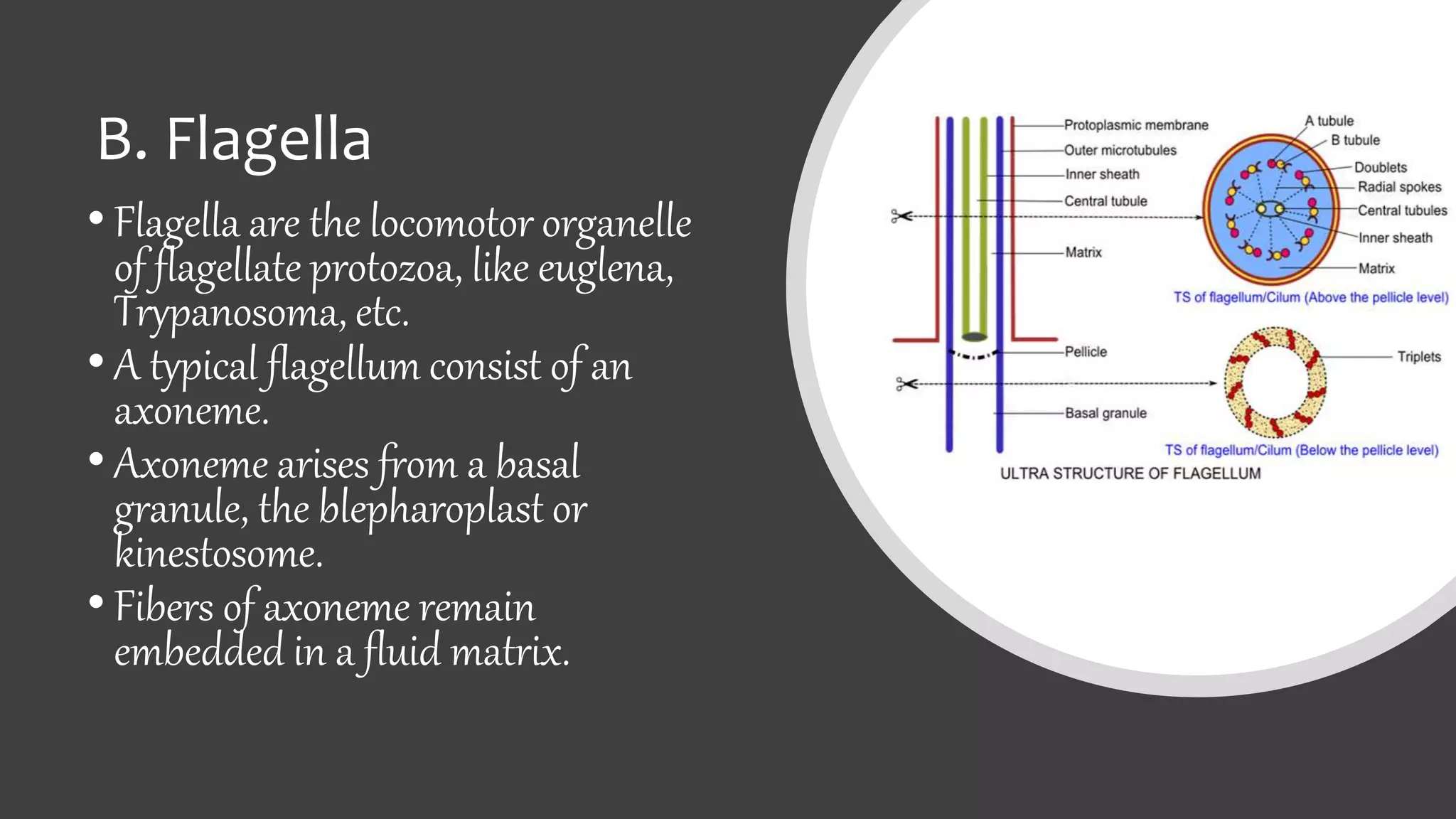 Locomotry organelle & locomotion in protozoa | PPTX